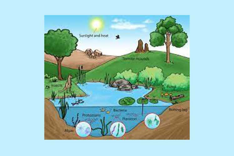 Simple Ecosystem Picture