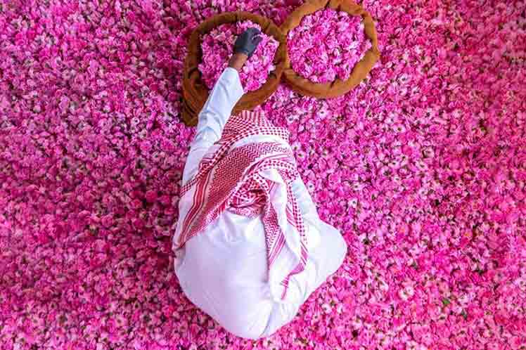 Surprising desert roses of Saudi Arabia! - Prensa Latina